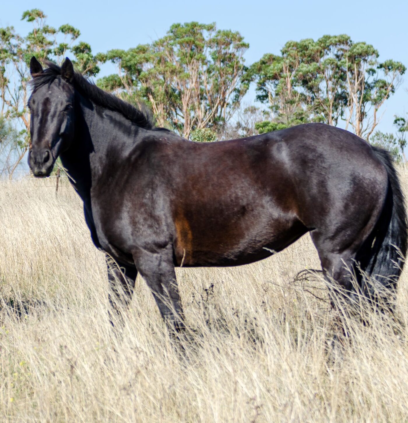 One Year On - Waler Horse Database