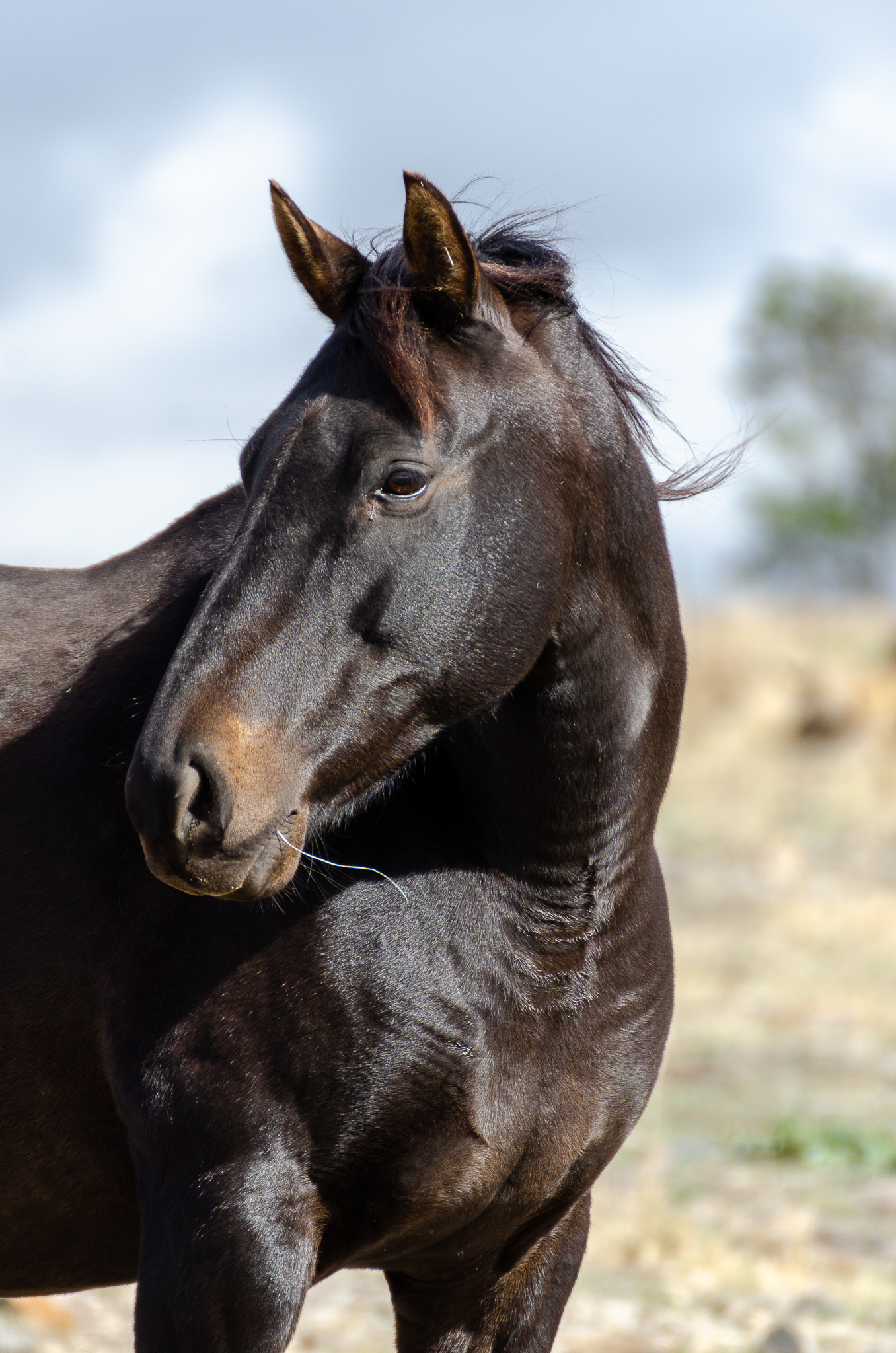 Foundation Generation - Waler Horse Database
