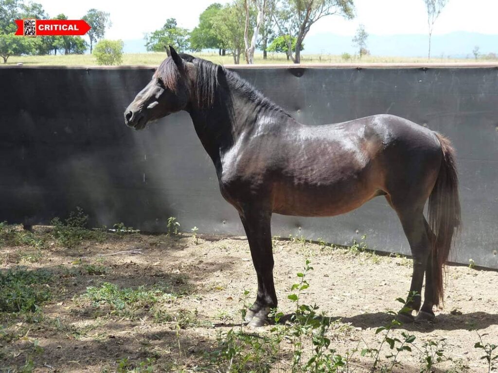 Preserving Rare Breeds - Waler Horse Database Preserving Rare Breeds - Waler Horse Database