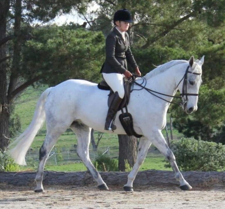 Old-fashioned Horse - Waler Horse Database