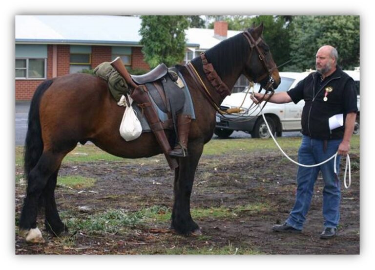 Brian Boru - Waler Database Horse Listing