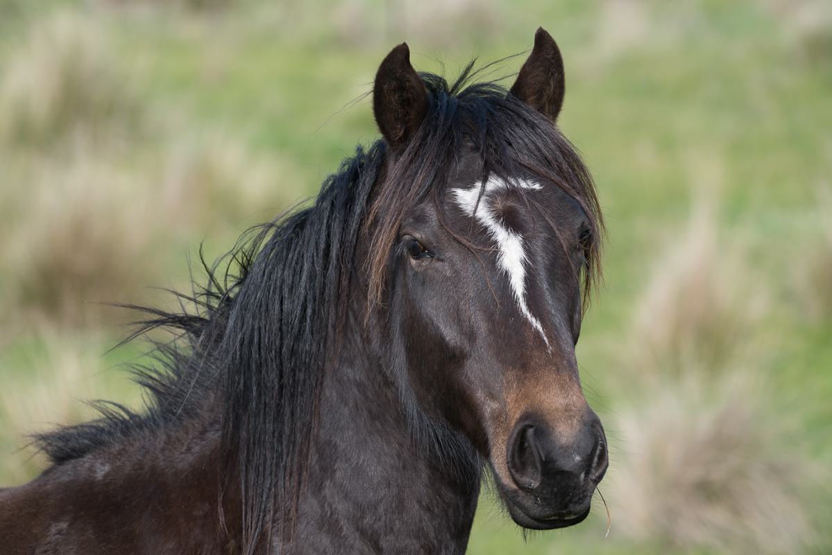 Waler Database: Waler horse lists, history, breed, genetics, type, tales