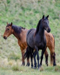 Waler Horse Database: Waler horse lists, history, breed, genetics, type ...