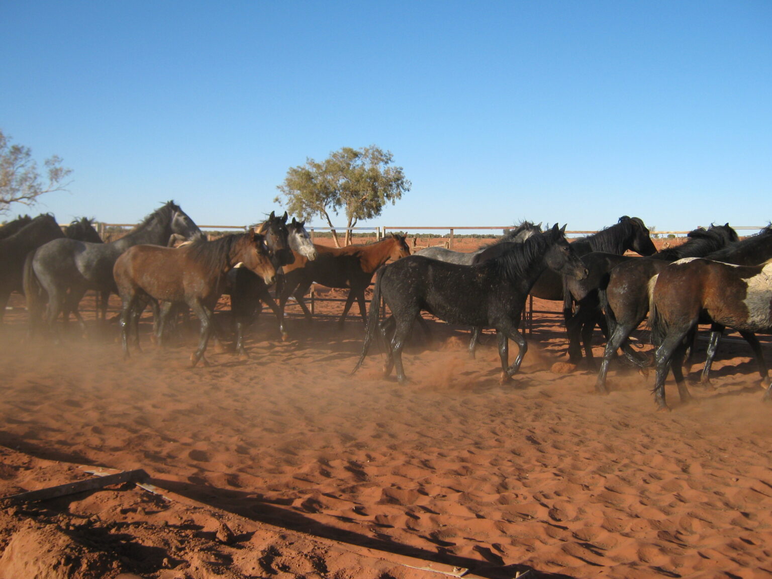 Waler Horse Database: Waler horse lists, history, breed, genetics, type ...