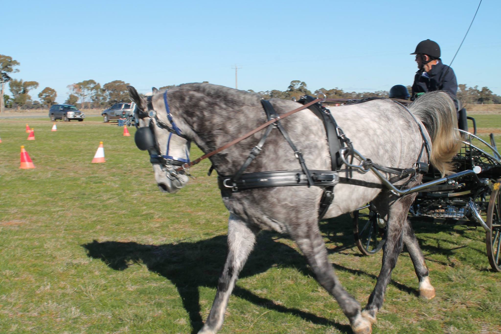 Walers in Action - Waler Horse Database