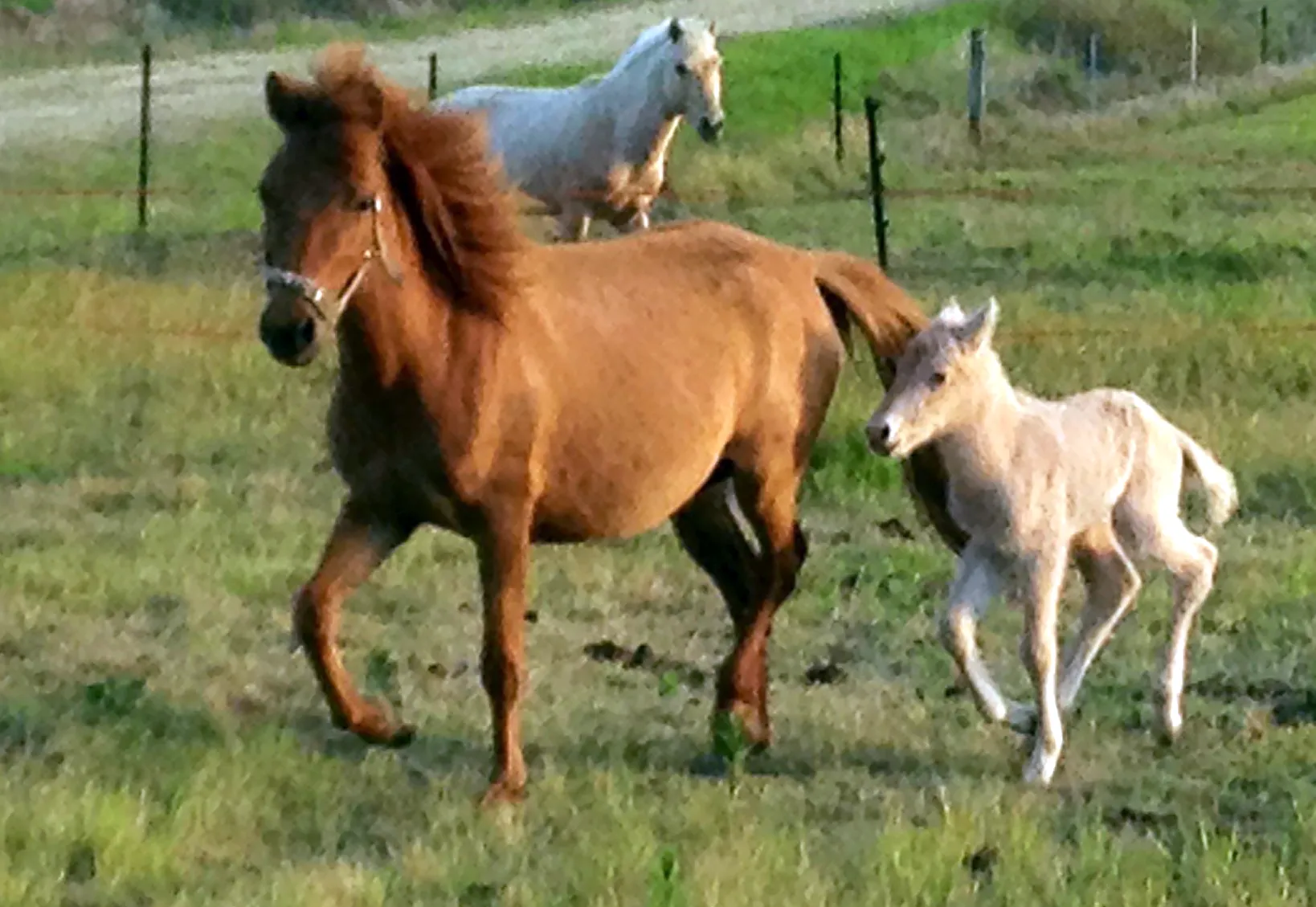 Waler Horse Database: Waler horse lists, history, breed, genetics, type ...