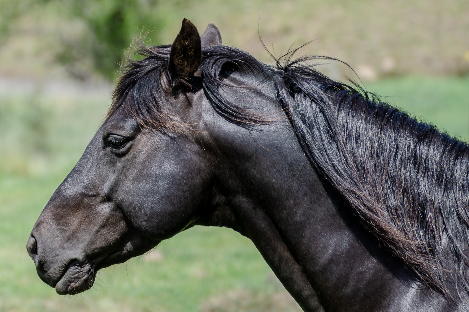 Waler Database: Waler horse lists, history, breed, genetics, type, tales