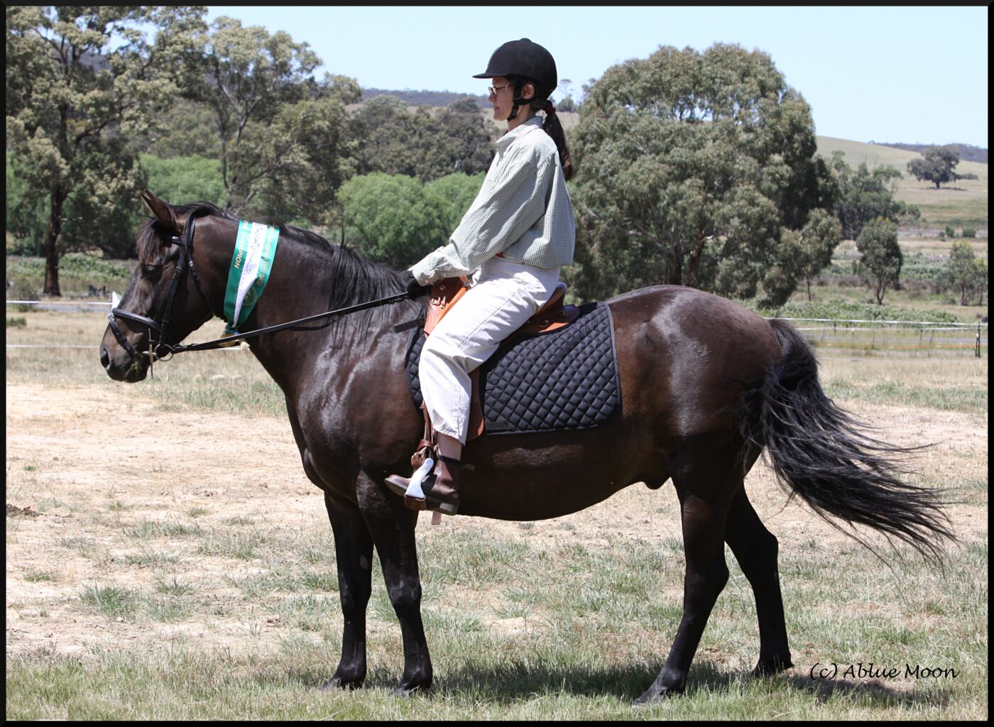 Waler Horse Database: Waler horse lists, history, breed, genetics, type ...