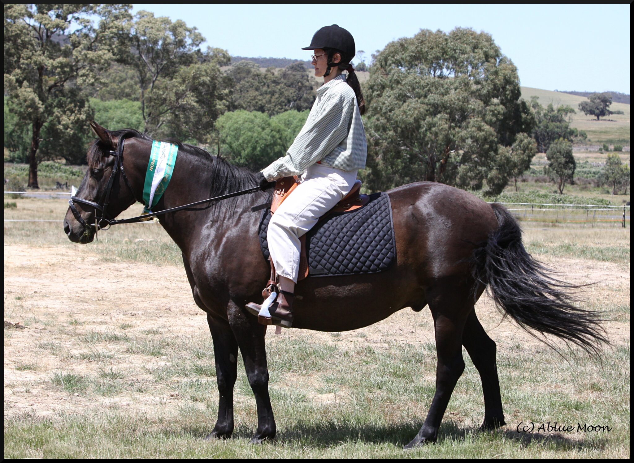 Waler Horse Database: Waler horse lists, history, breed, genetics, type, tales