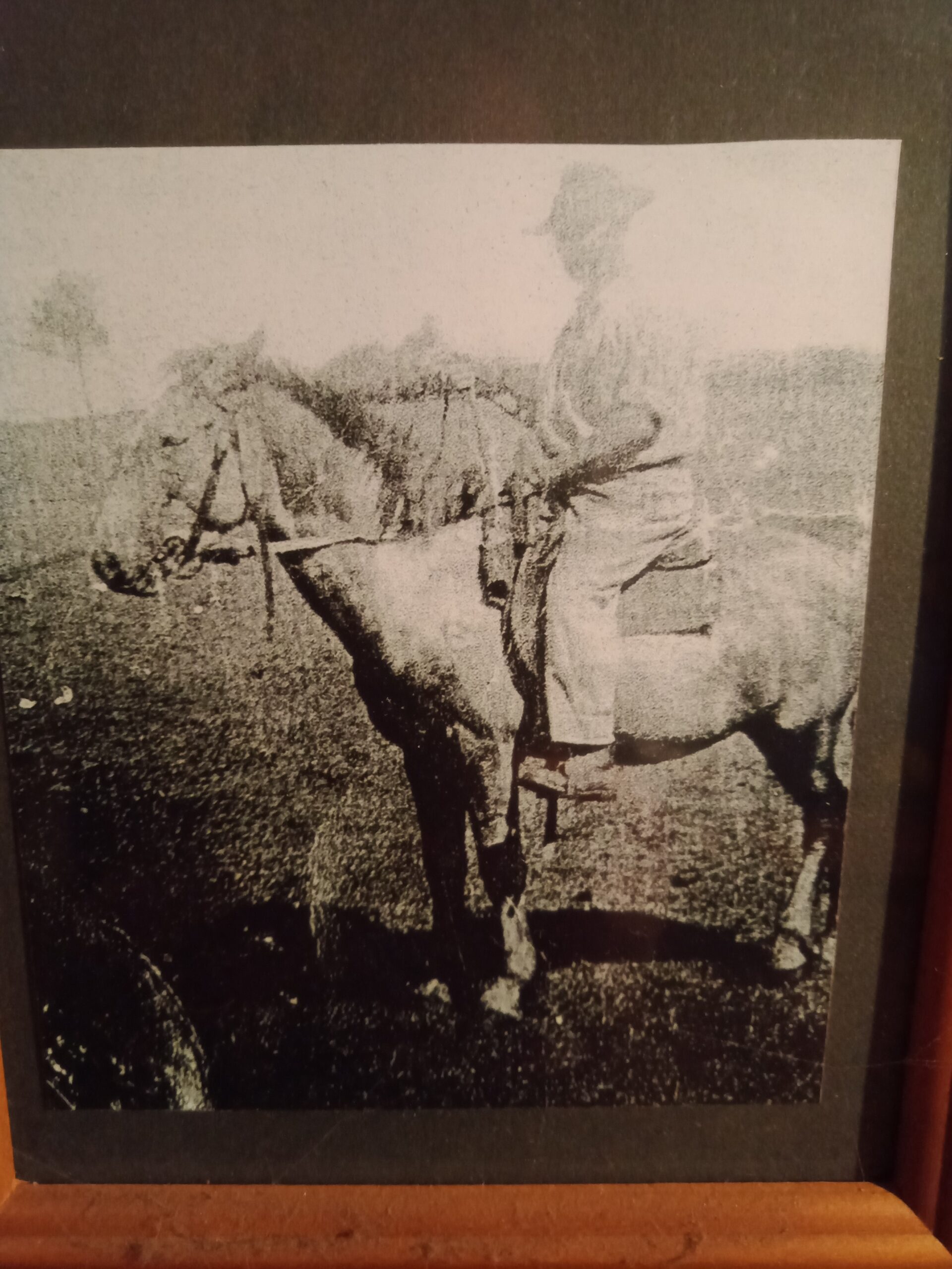 'Paddy' English, and pony Pinto - Waler Horse Database