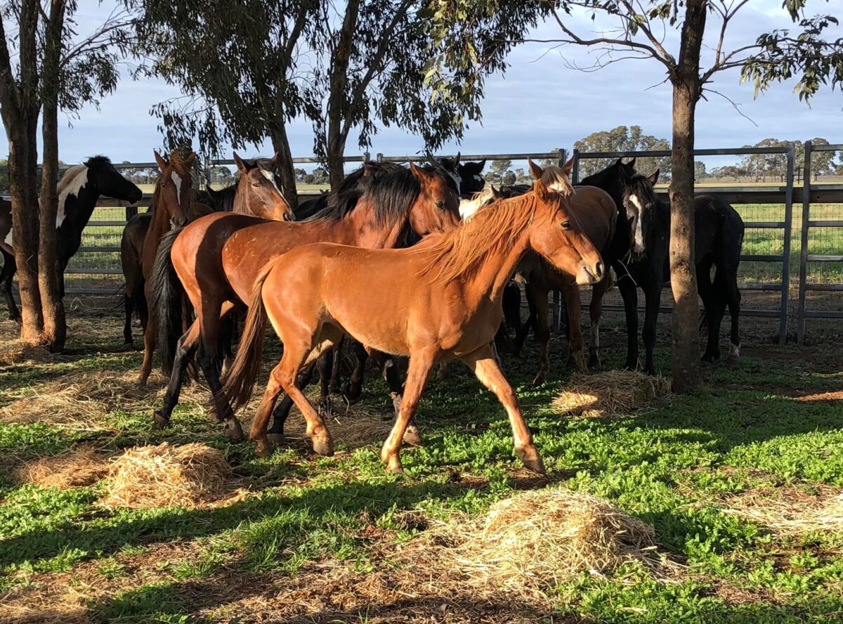 Todd River Downs Horse Capture - Waler Horse Database
