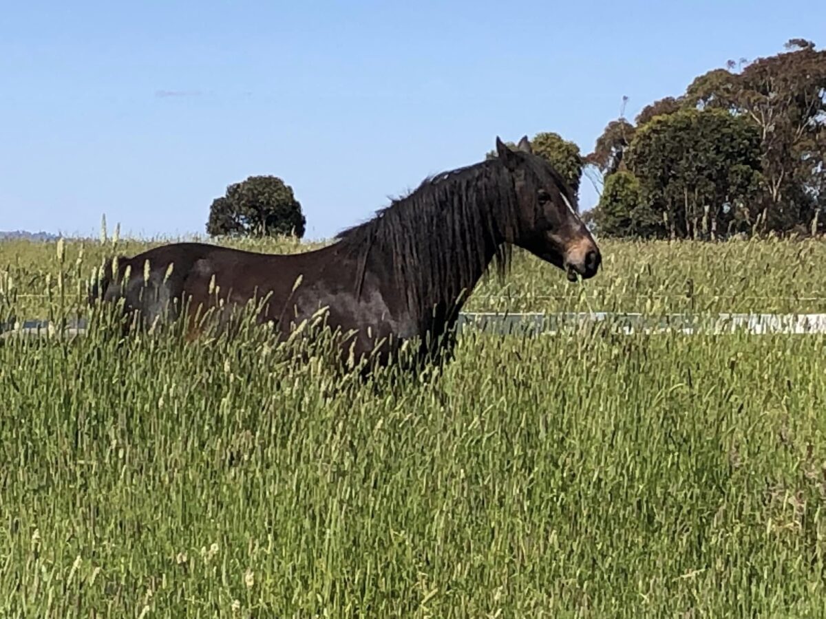 Enoch - Waler Horse Database