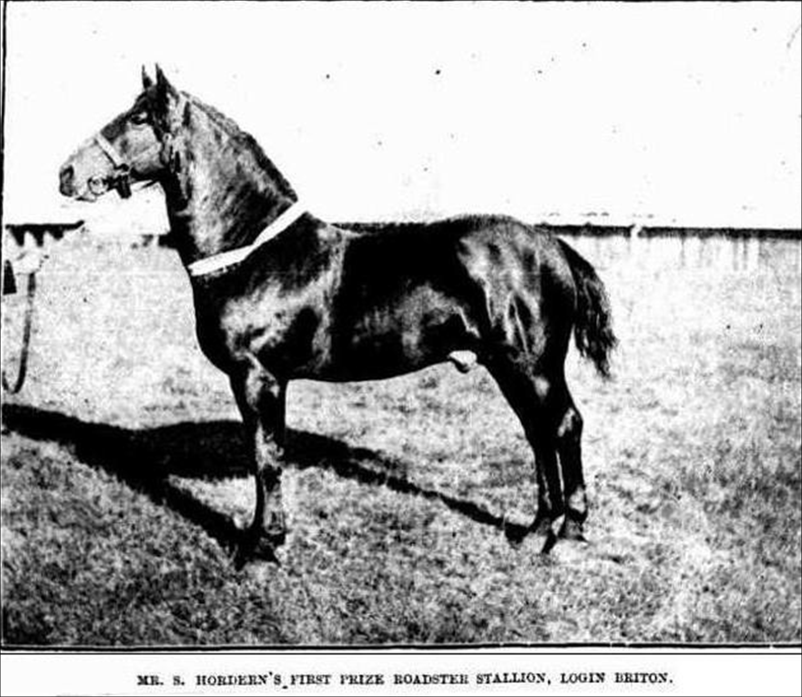 Roadsters - Waler Horse Database