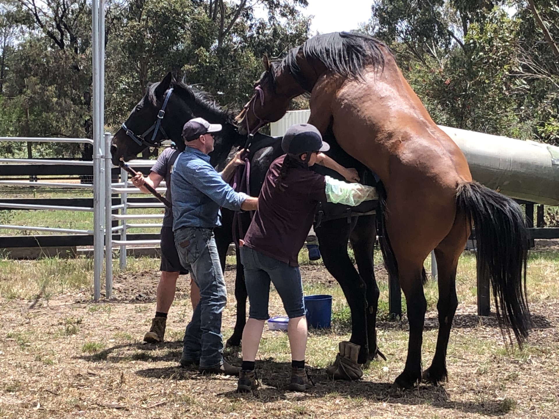 Hints for Standing a Stallion at Stud - Waler Horse Database