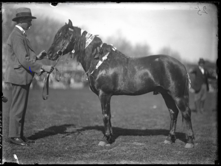 Waler Pony in History - Waler Horse Database Waler Pony in History - Waler Horse Database