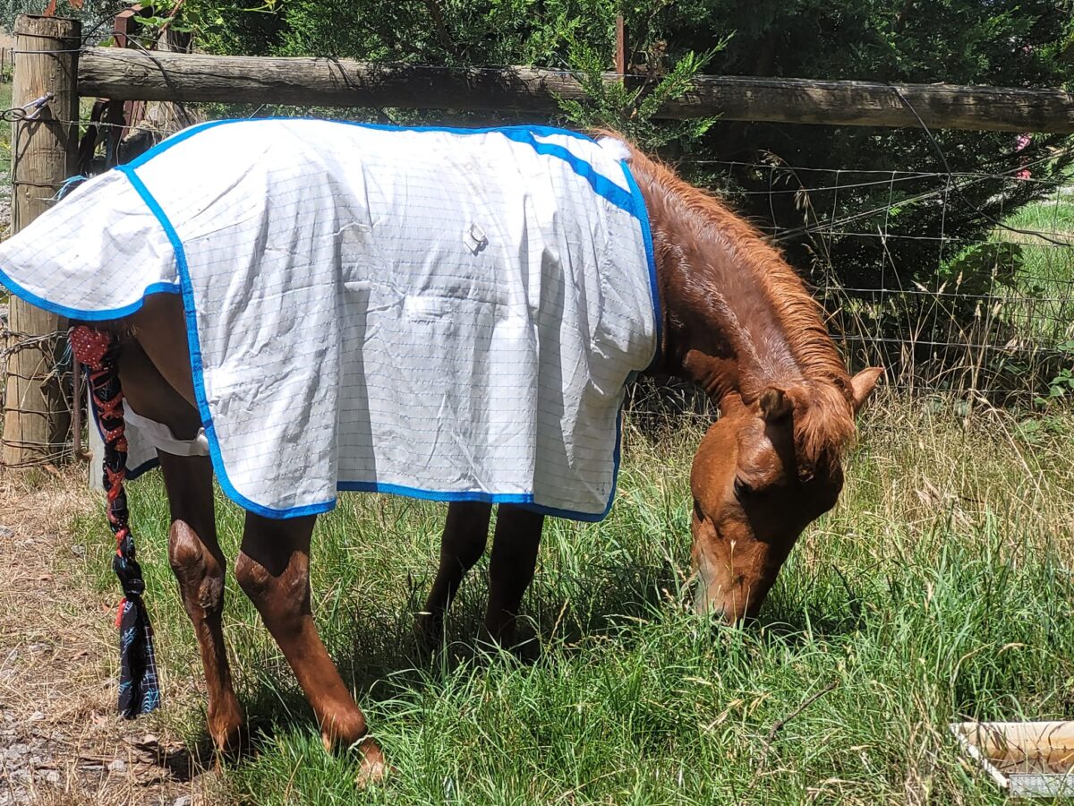 Timor Ponies at the Summer Royal - Waler Horse Database