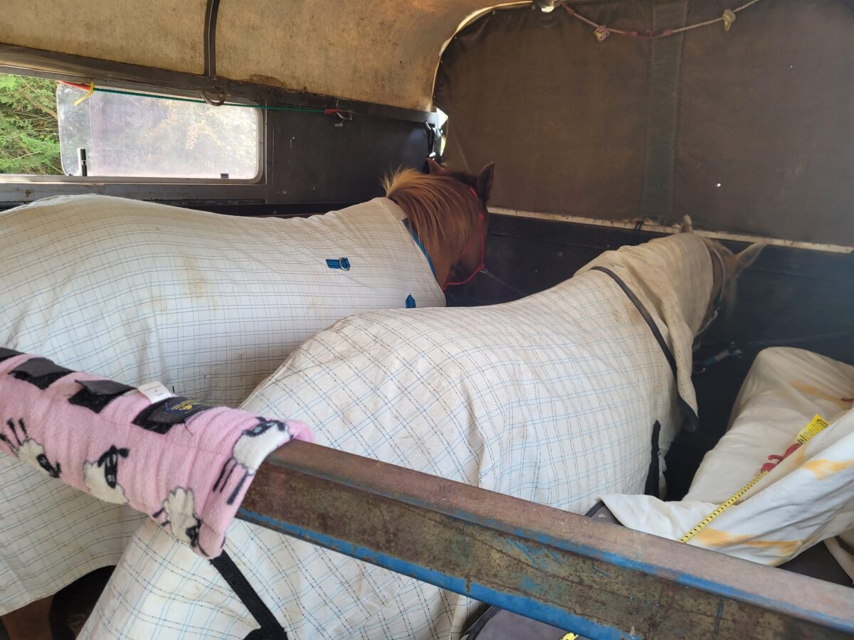 Timor Ponies at the Summer Royal - Waler Horse Database