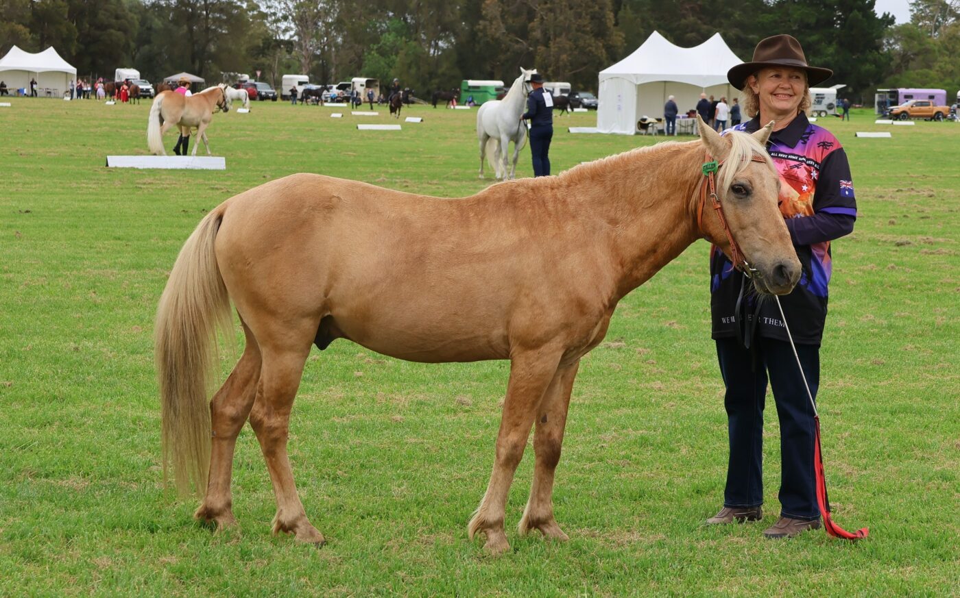 Timor Ponies at the Summer Royal - Waler Horse Database