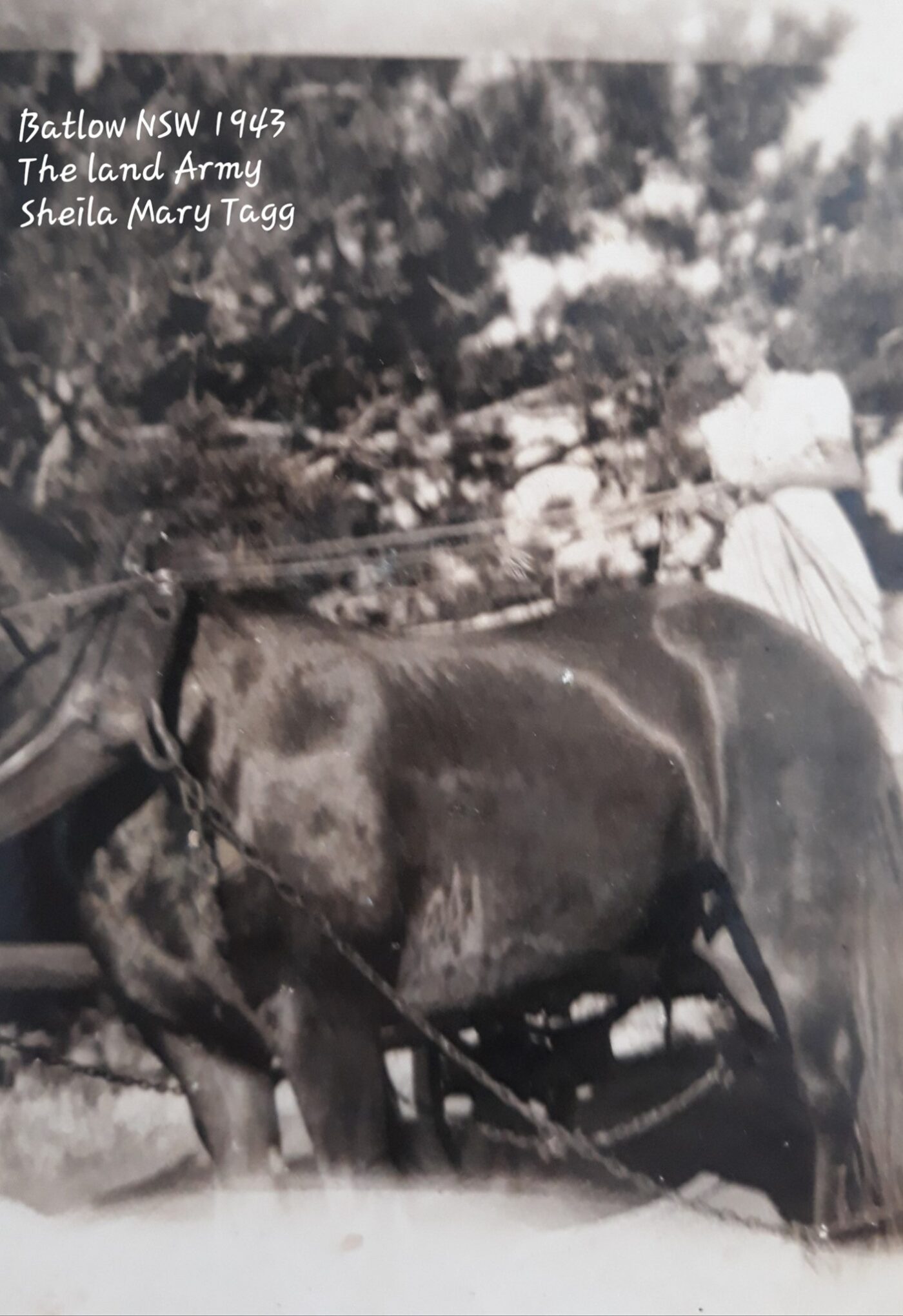 Bago State Forest - Waler Horse Database